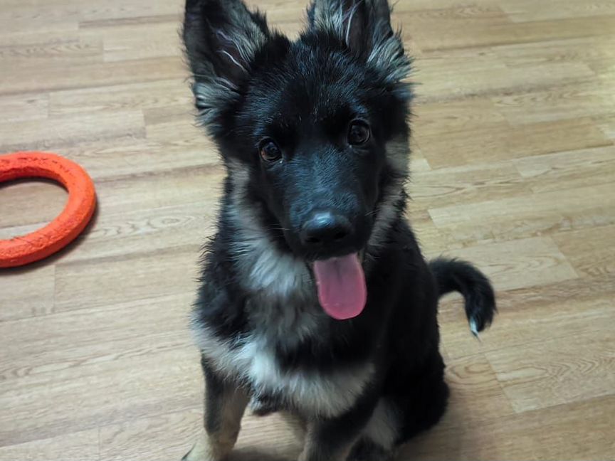 Собака в добрые руки щенок