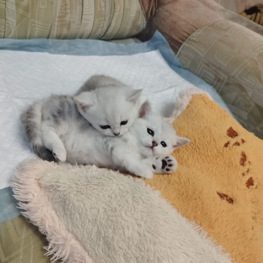 Котята британские