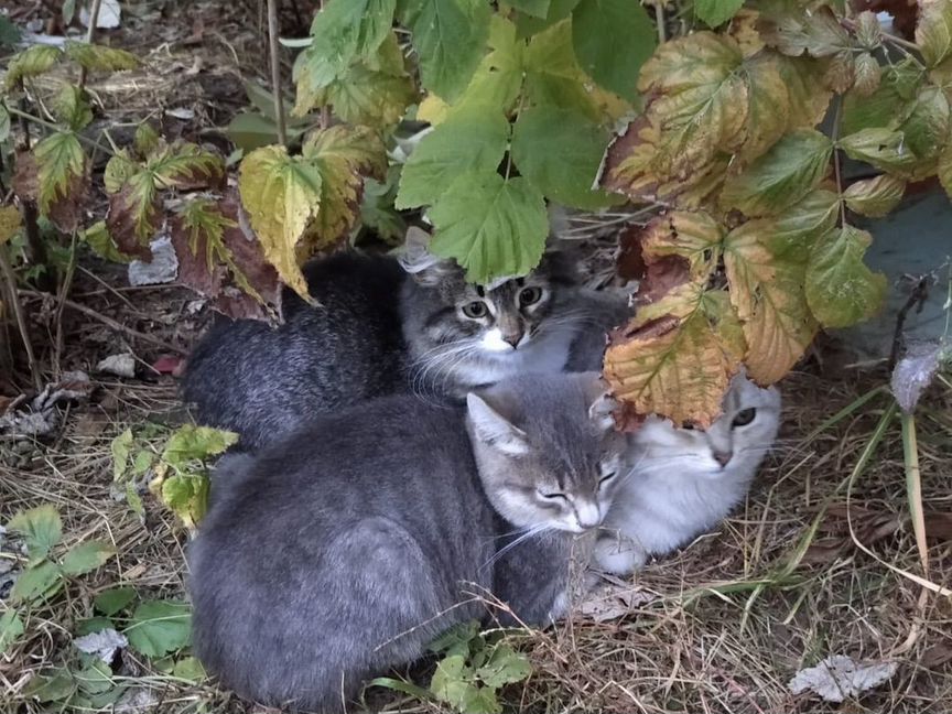 Котята в садах