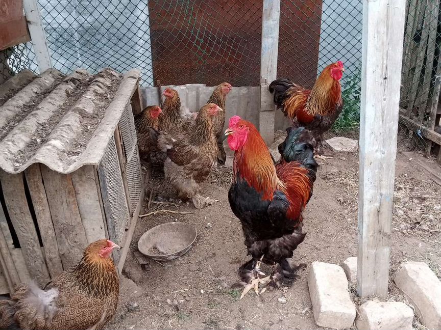 Куры и петухи брама