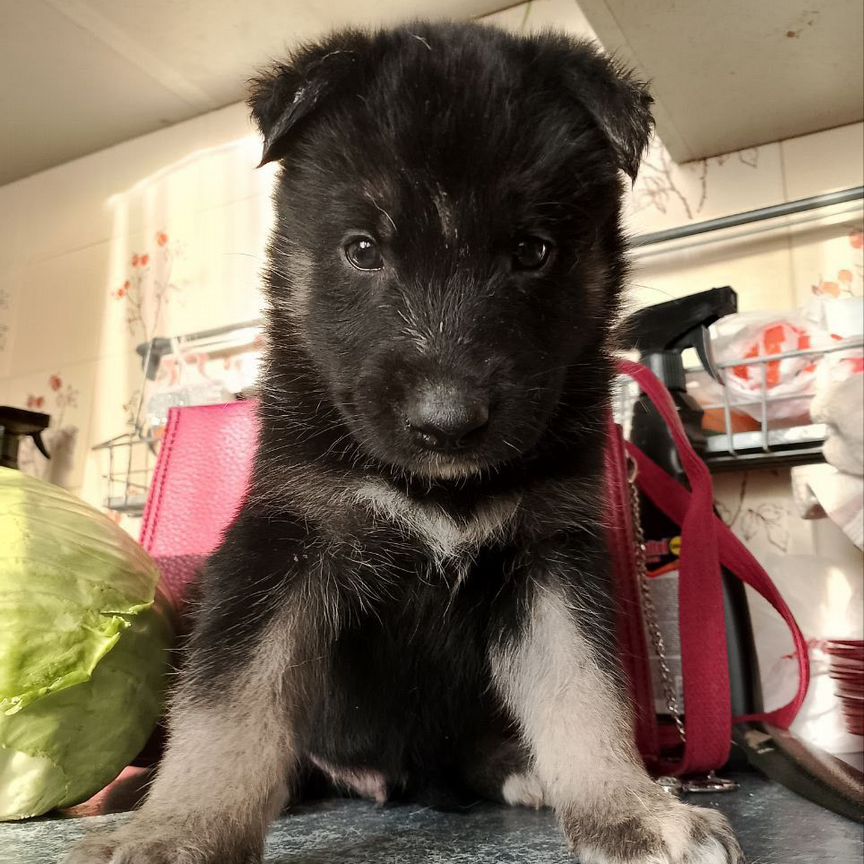 Щенки восточно европейской овчарки