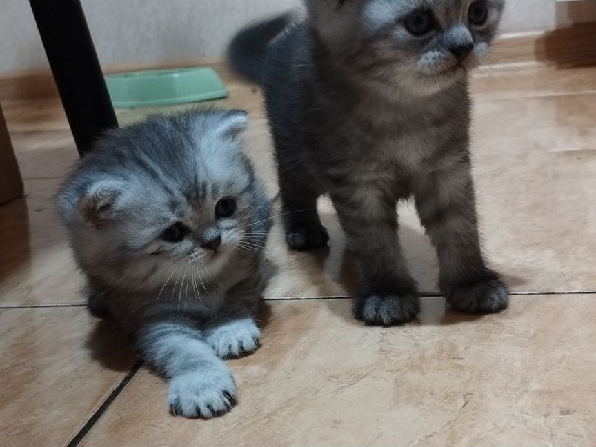 Британские котята