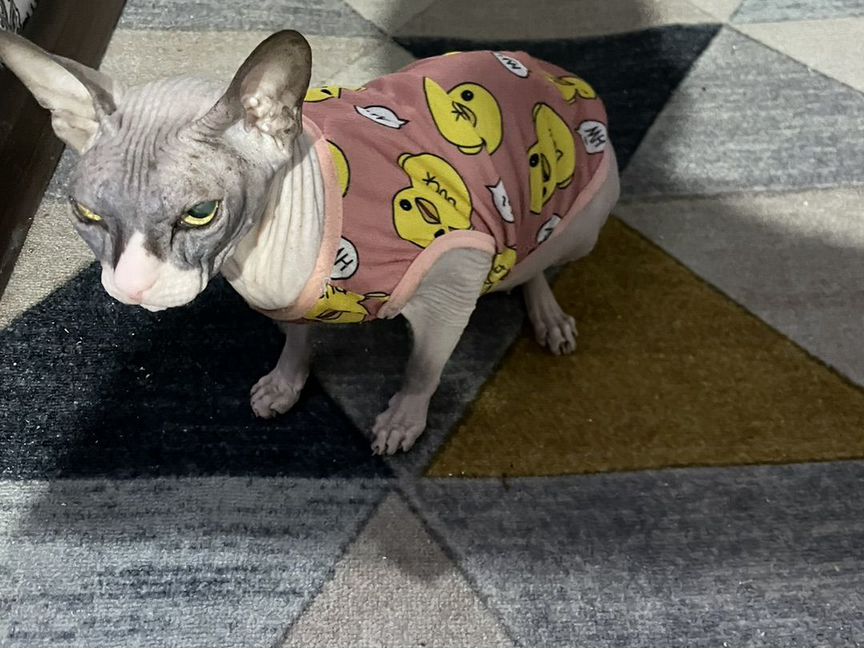 Кошка сфинкс бесплатно