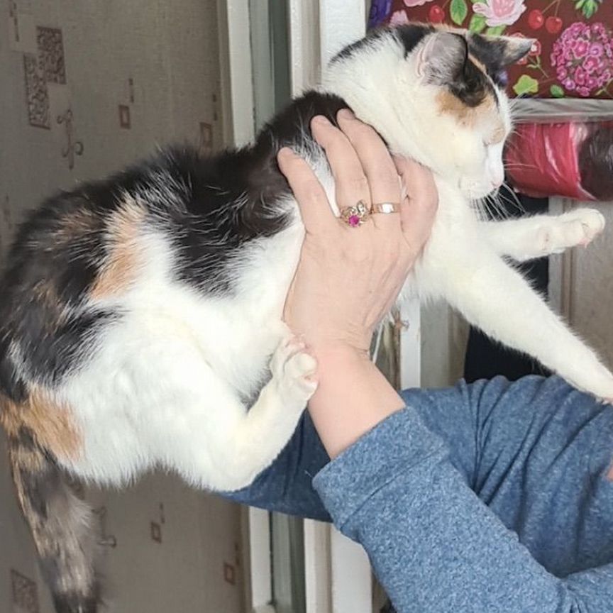 Взрослая, кошка в добрые руки