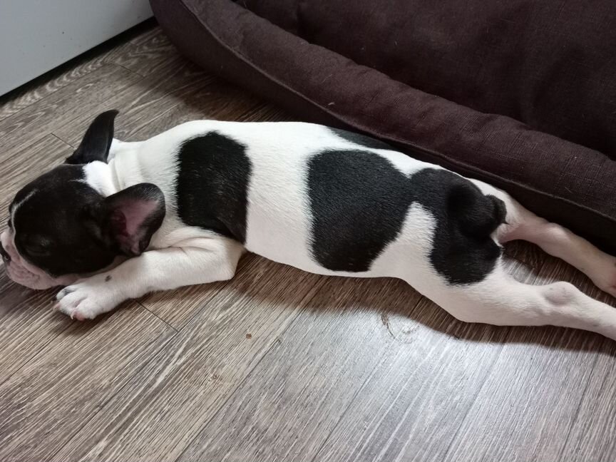 Французские бульдожки