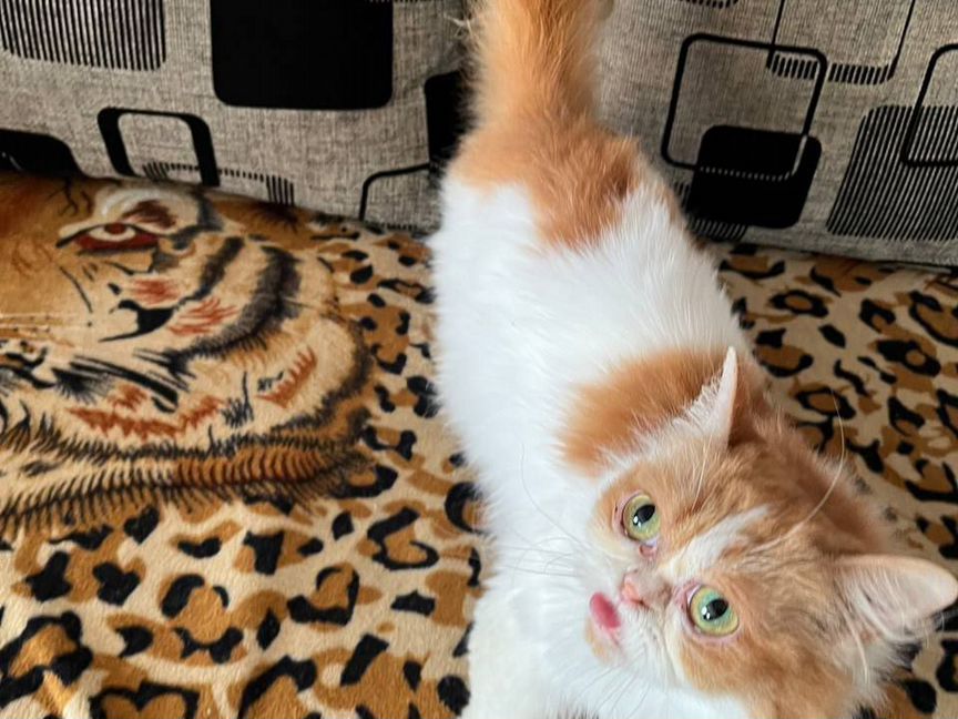 Кошка