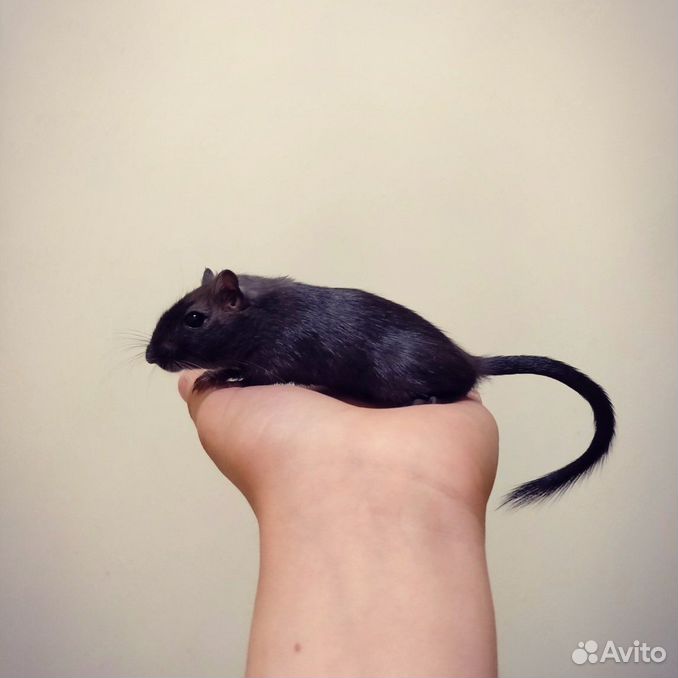 Монгольские песчанки