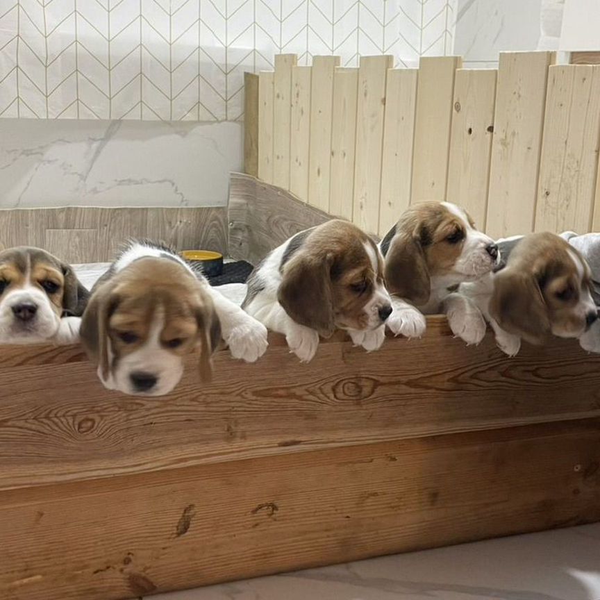 Бигль, щенок