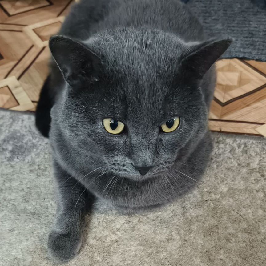 Шотландский вислоухий короткошёрстный котёнок