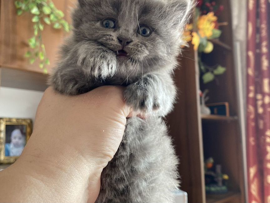 Шотландская