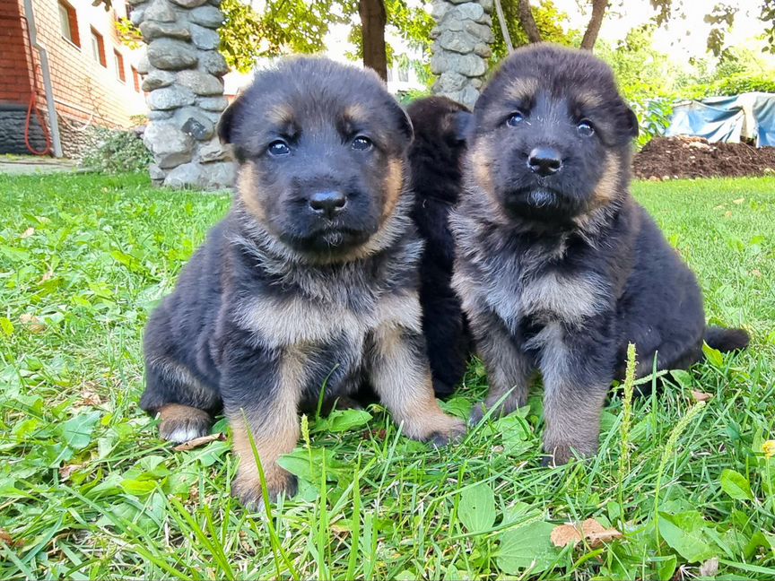 Щенки овчарки