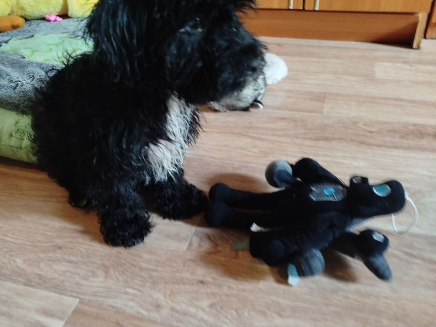 Щенок в добрые руки отдам бесплатно