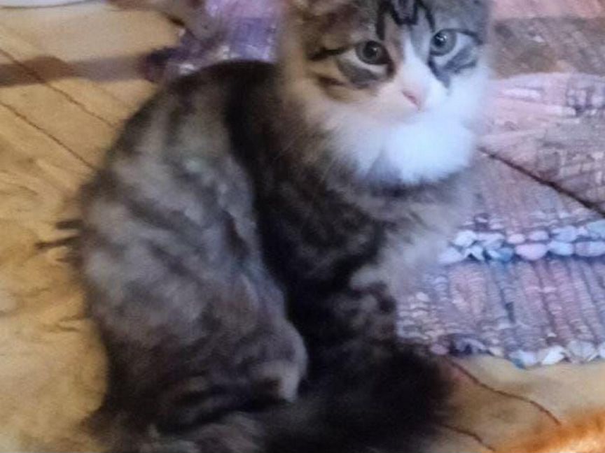 Котёнок сильва, 3 мес., серого с белым окраса