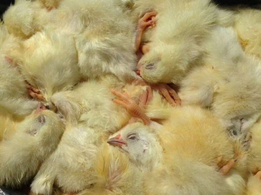 Замороженные суточные цыплята