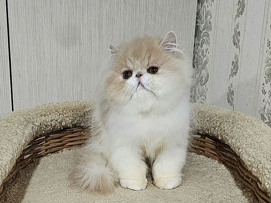 Персидский котенок