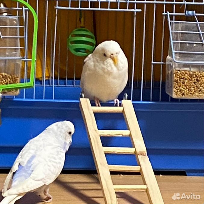Попугай самка, взрослая (альбинос)