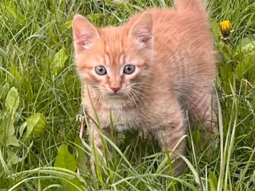 Отдам малышку в добрые руки