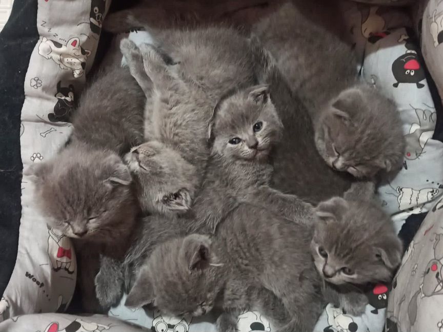 Британские котята