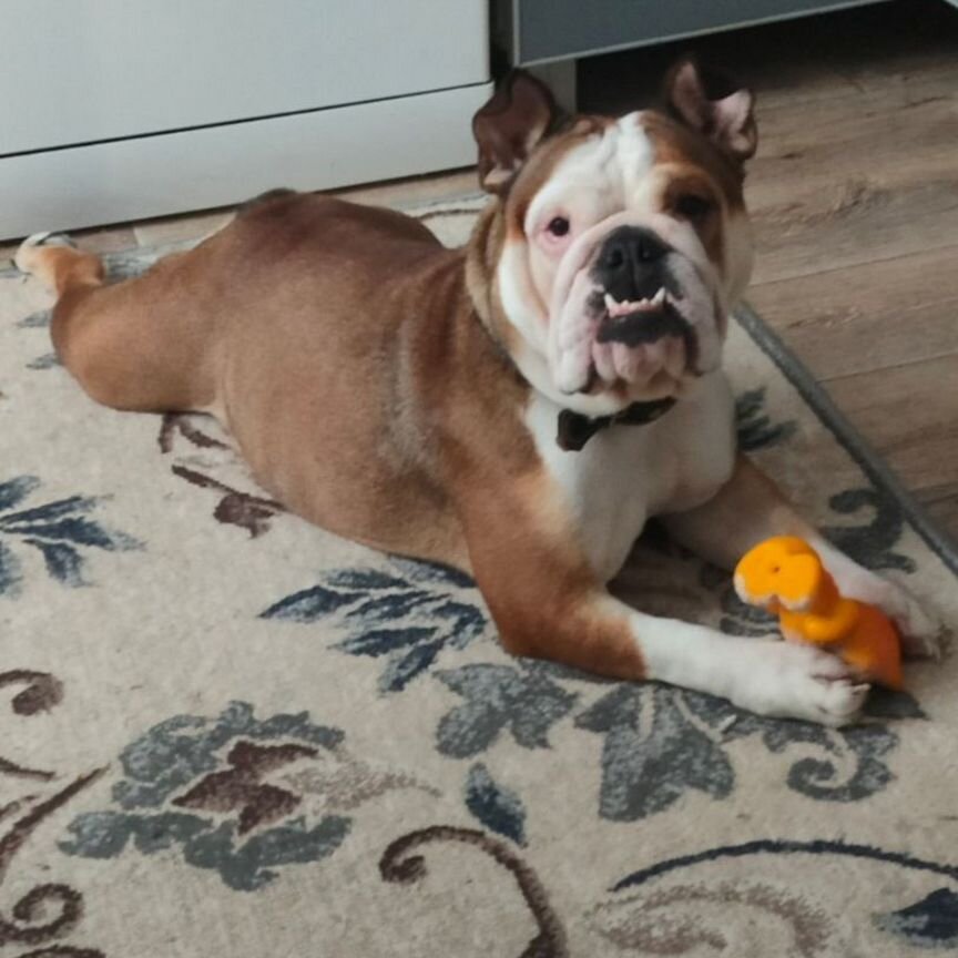 Английский бульдог