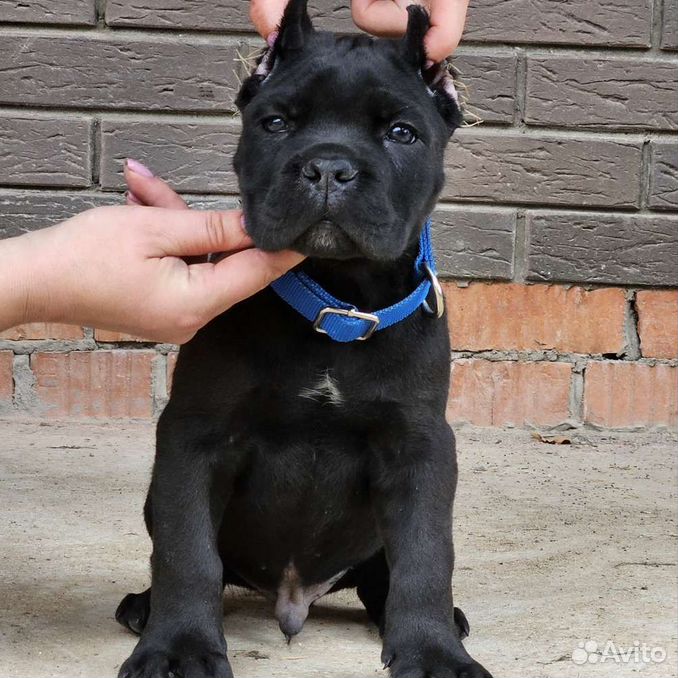 Шикарные щенки кане корсо