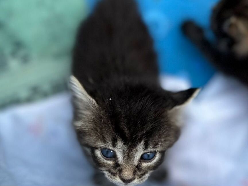Котенок мальчик 1 месяц