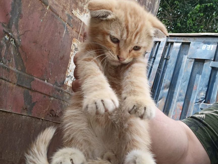 Котята от домашней кошечки