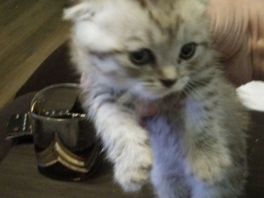 Шотландская вислоухая котенок бесплатно