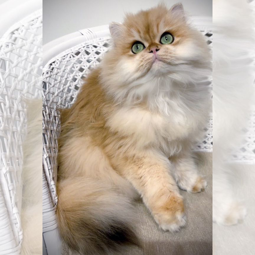 Британский длинношёрстный, взрослый кот