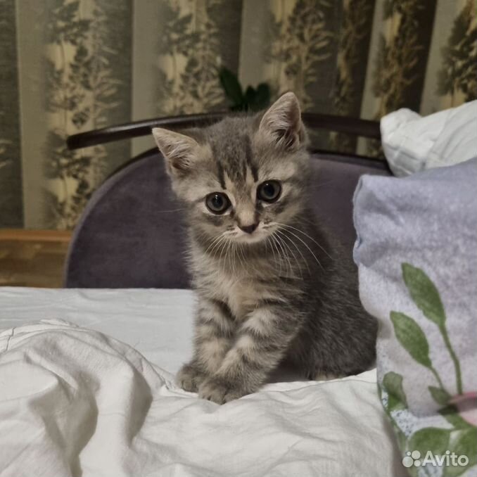 Отдаем замечательную кошечку