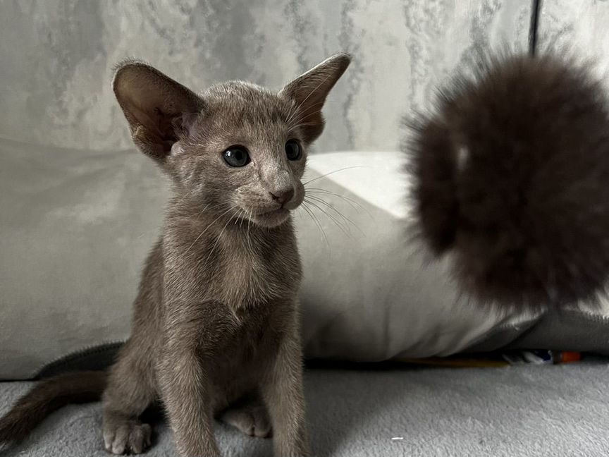 Ориентальные котята