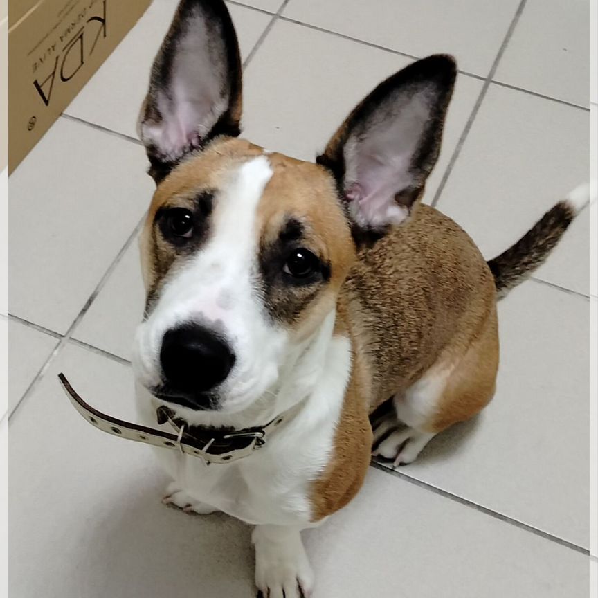 Взрослая собака в добрые руки