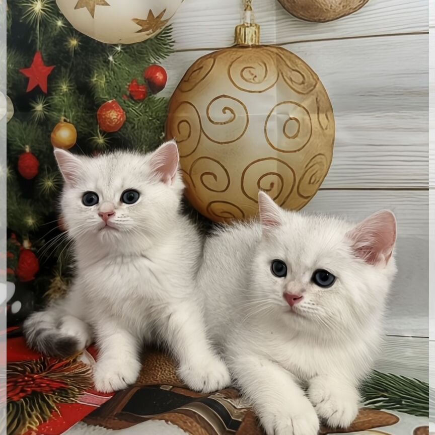 Британский короткошёрстный котёнок