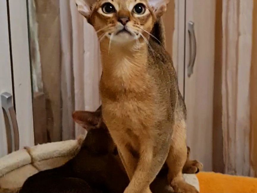 Аби котенок