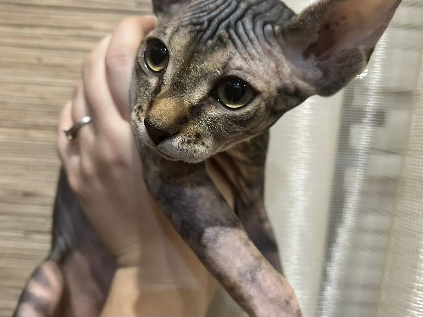 Донской сфинкс