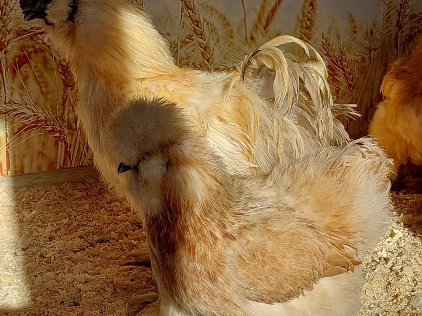 Продам семью китайские шелковые куры