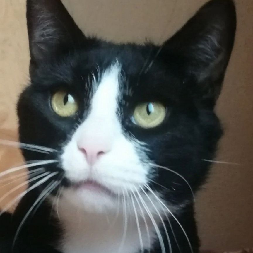 Котик