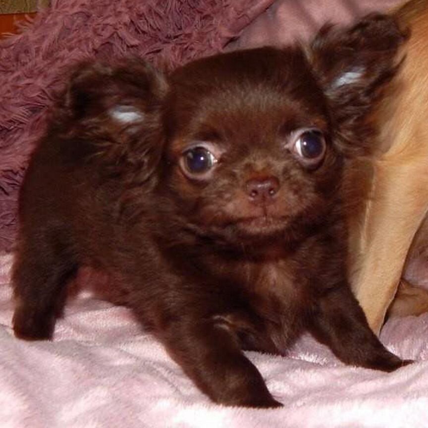 Шоколадные мальчики мини