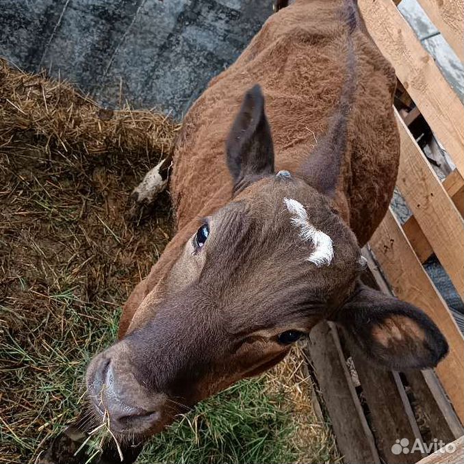 Бычек 3х месячный