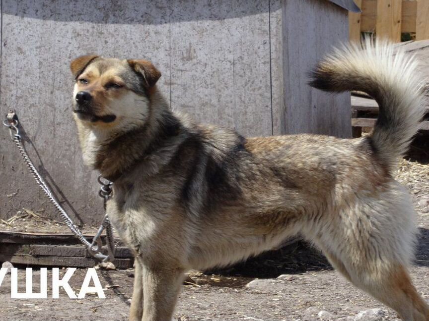 Собака в добрые руки