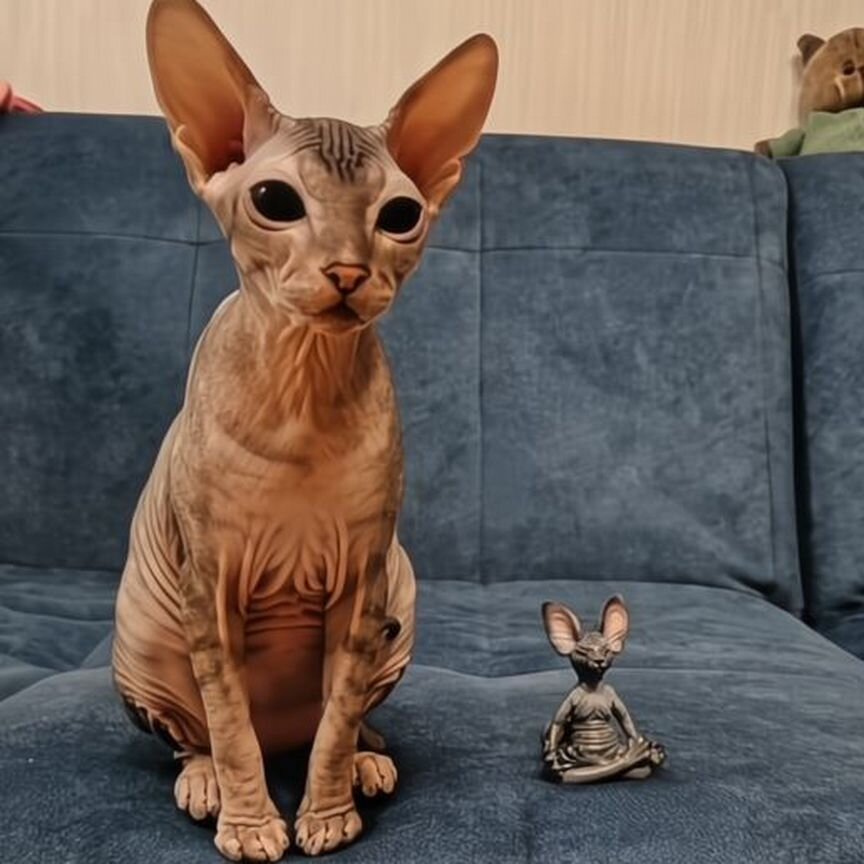 Донской сфинкс котёнок