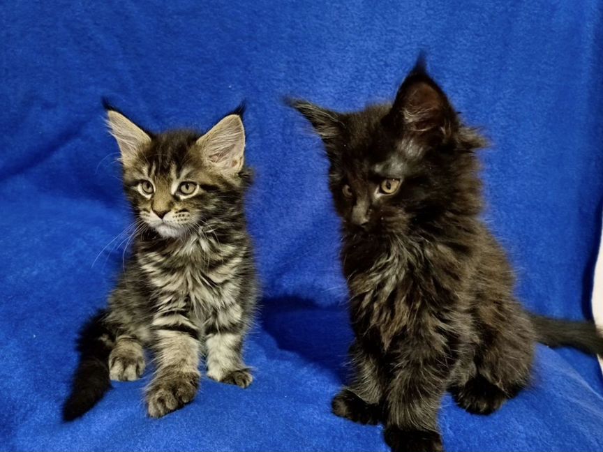 Котейки с кистями (парни и девчата)