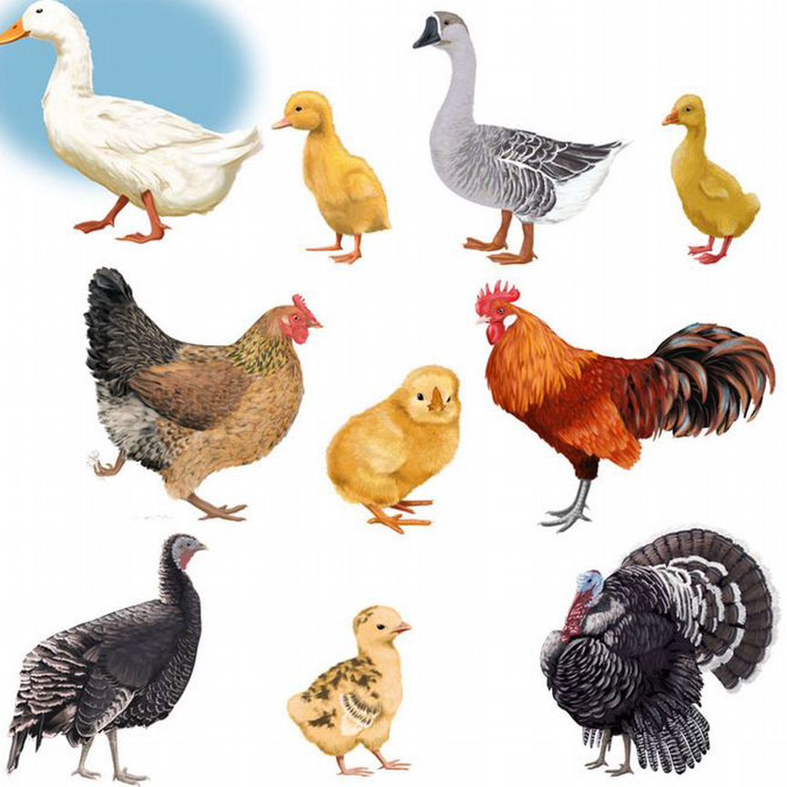 Домашняя птица