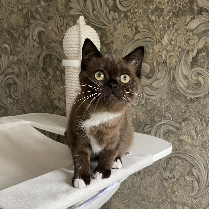 Шоколадка в дар