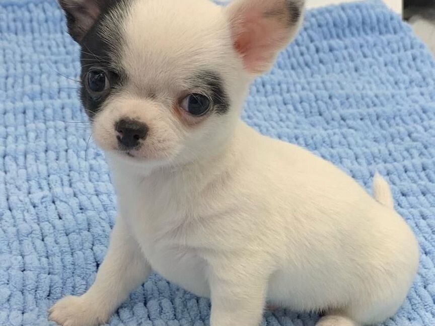 Чихуахуа мини мальчик яркий крошка