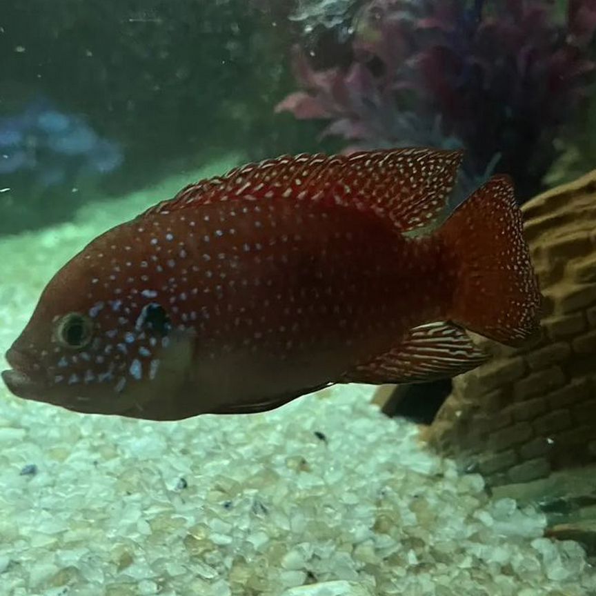 Аквариумные рыбки, Хромис красавец