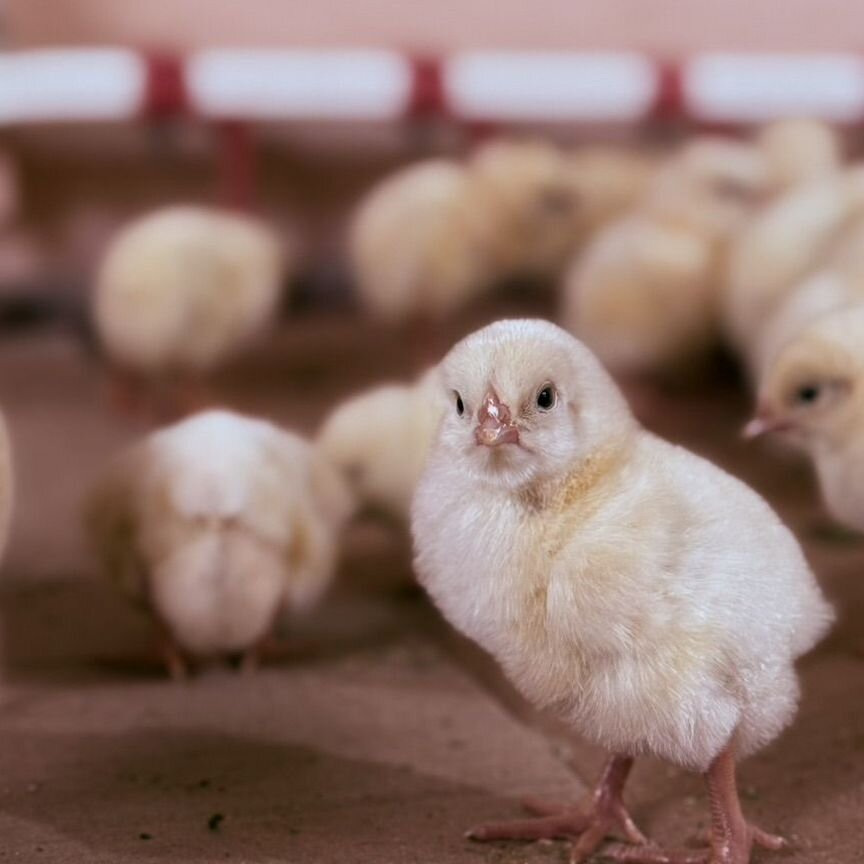 Цыплята бройлеры