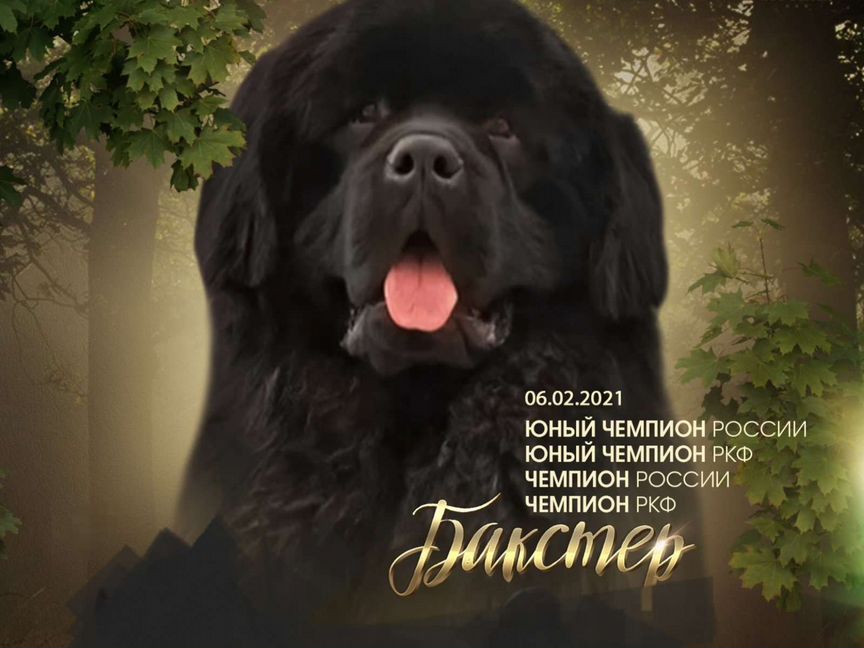 Ньюфаундленд вязка