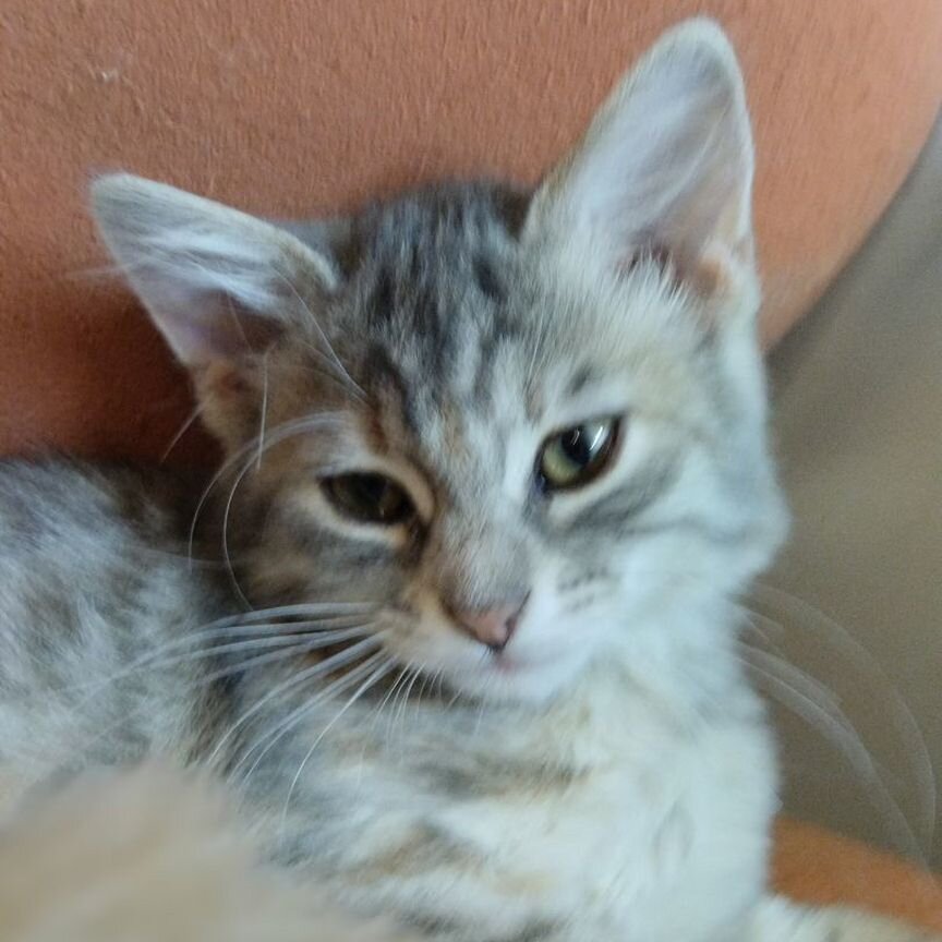 Отдам в добрые руки котенка девочку