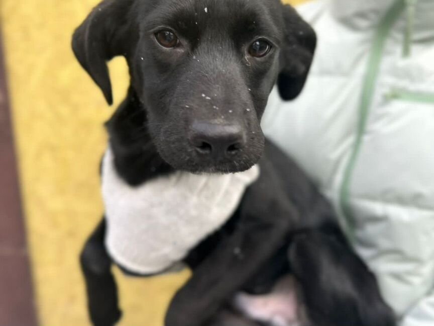 Щенок в дар из приюта