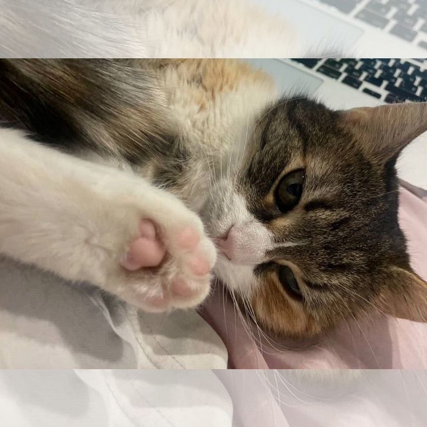 Взрослая, кошка в добрые руки